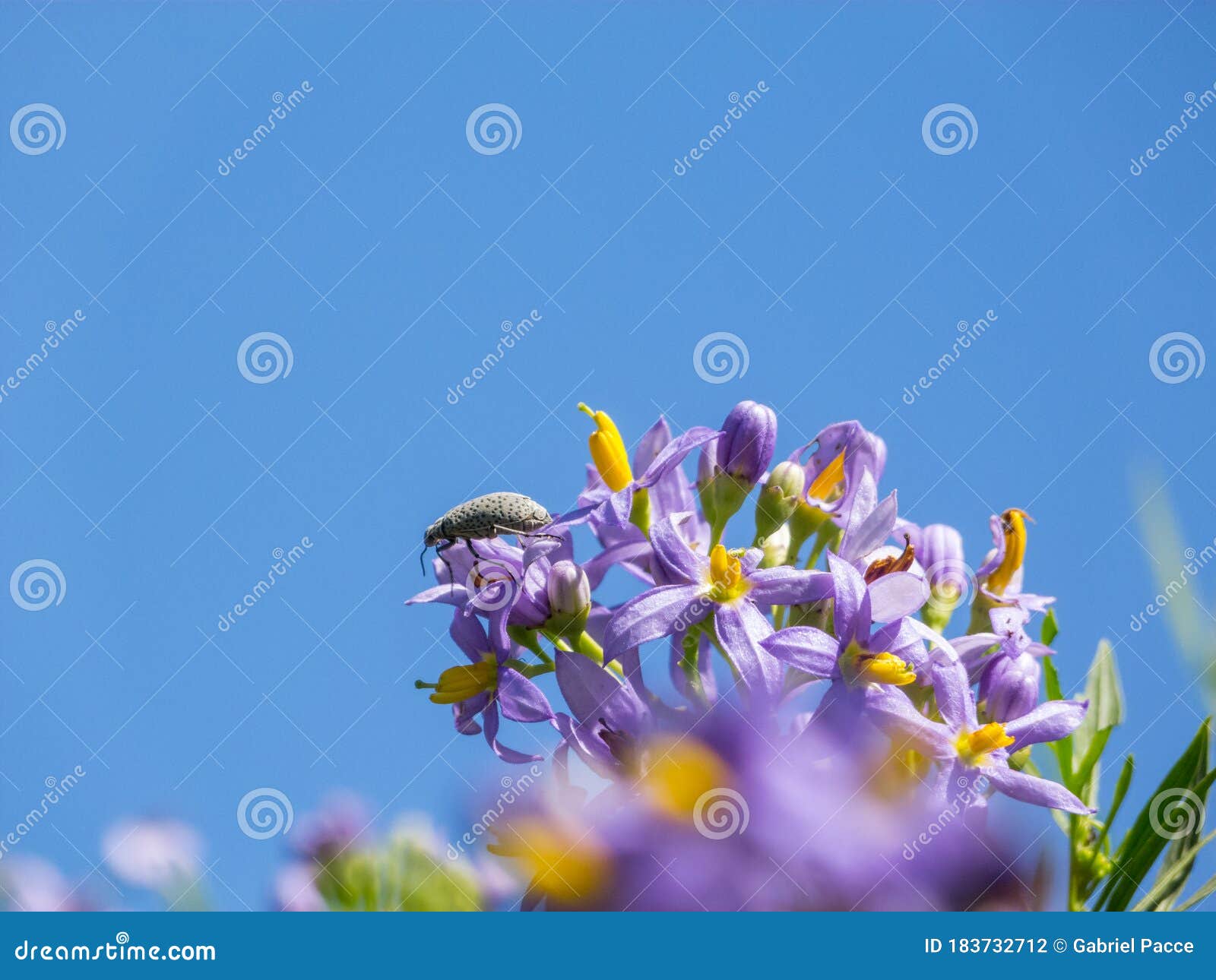 Little Bug Walking Violet Flowers Stock Photo - Image of fauna, color ...