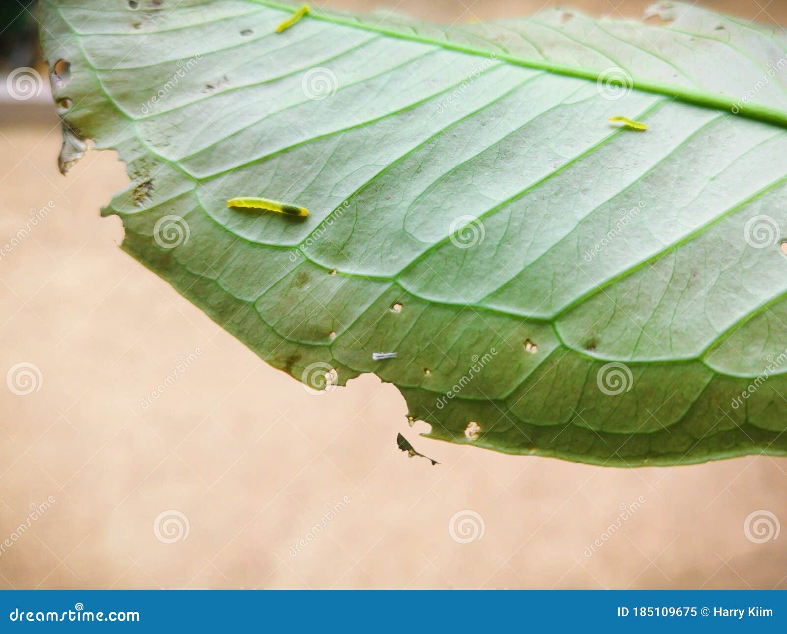 Little Bug Worm on Green Leaf with Hole Stock Image - Image of ...