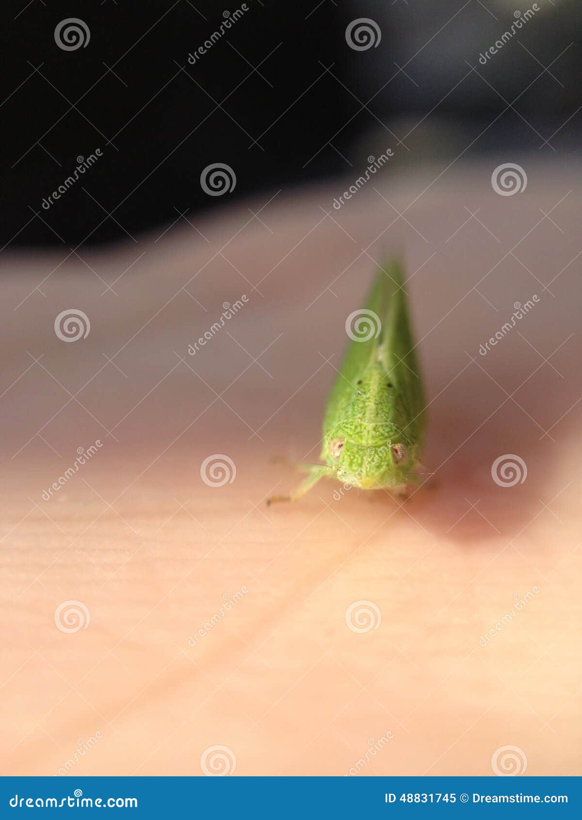 Little buggar stock image. Image of cute, buggar, green - 48831745