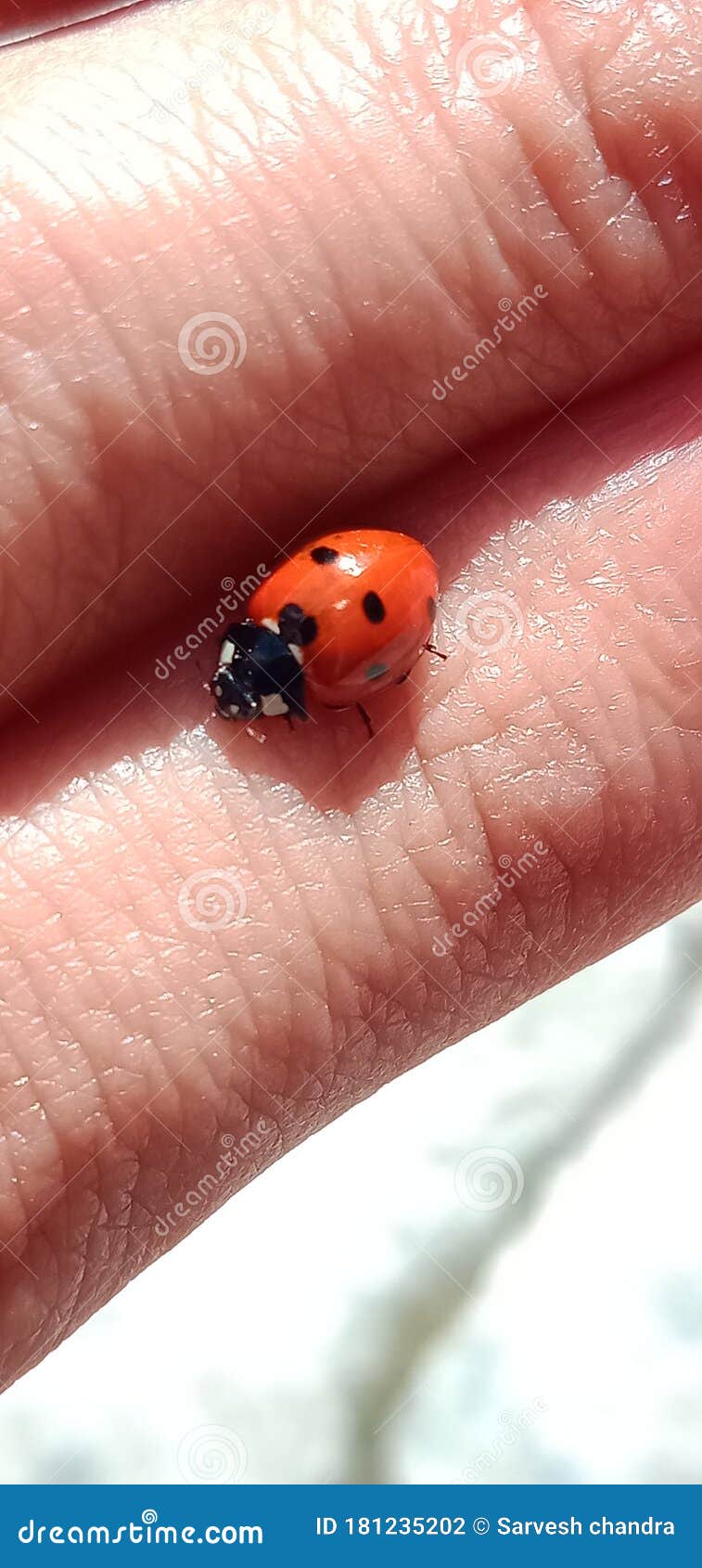 A Little Bugs on My Hand so Cute Stock Photo - Image of flower, organ ...