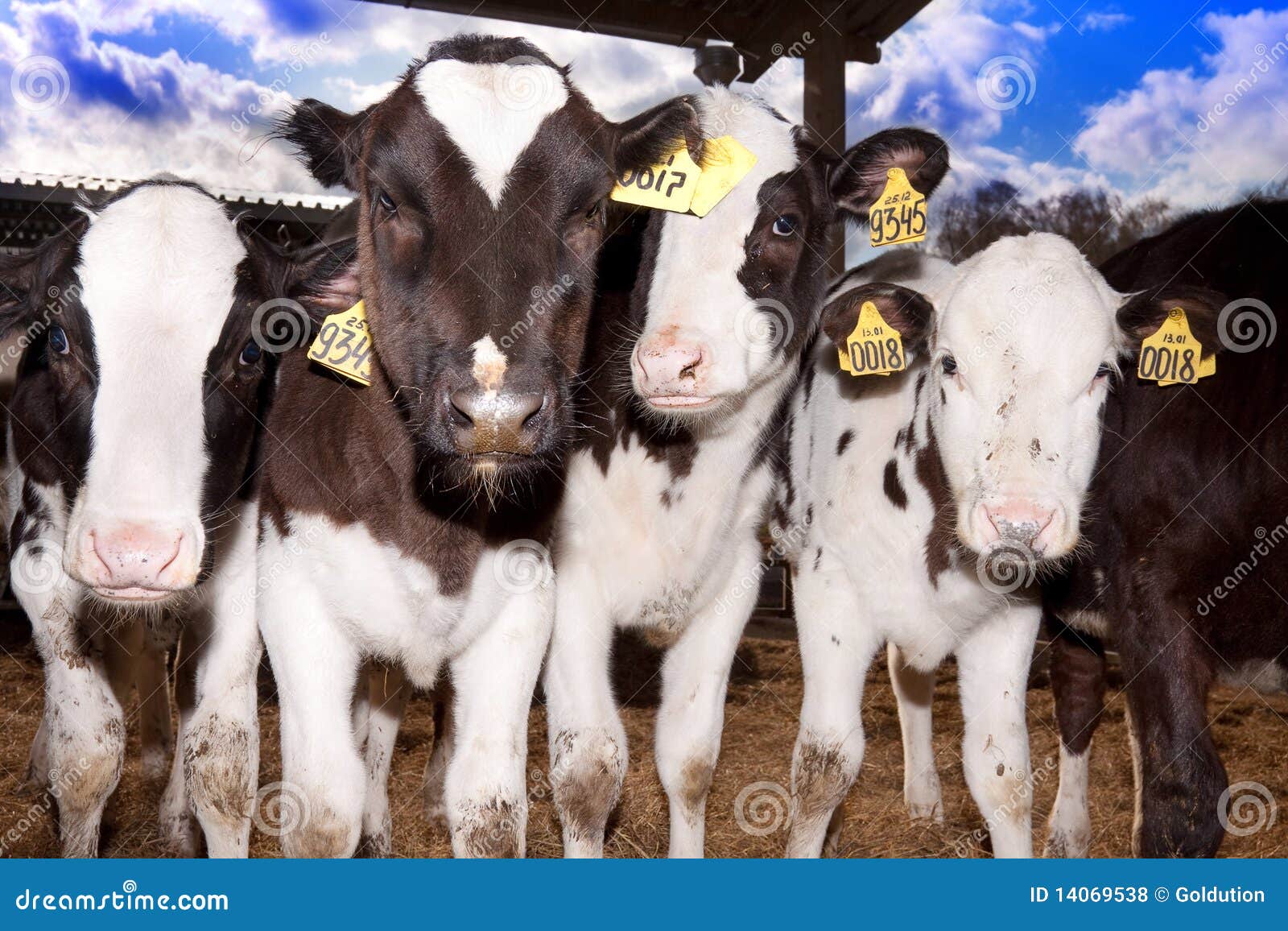 Little bull calfs stock photo. Image of black, farm, grass - 14069538