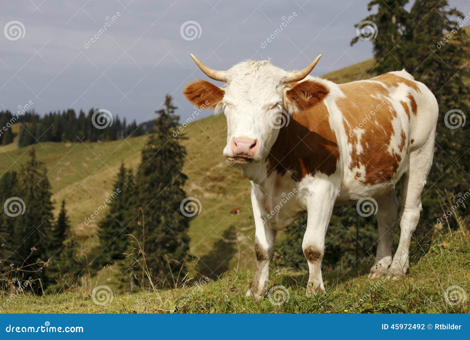 Little bull stock photo. Image of alps, countryside, industry - 45972492