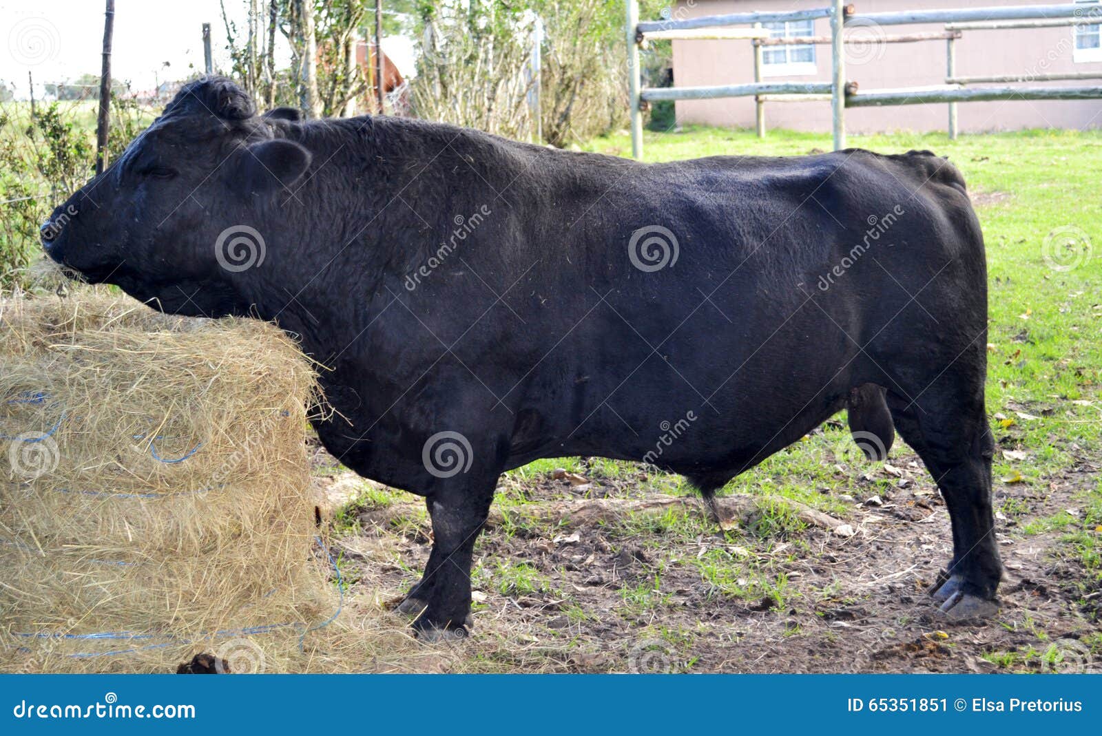 Little Bull stock image. Image of little, sideview, animal - 65351851