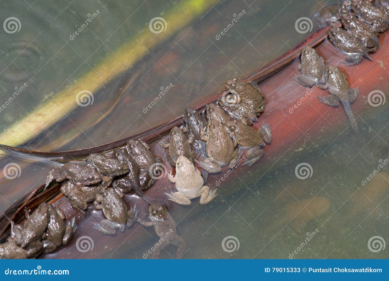 Little bullfrog stock image. Image of rana, clean, brown - 79015333
