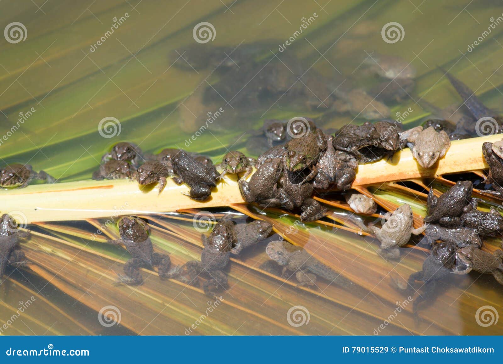 Little bullfrog stock image. Image of animal, lake, small - 79015529