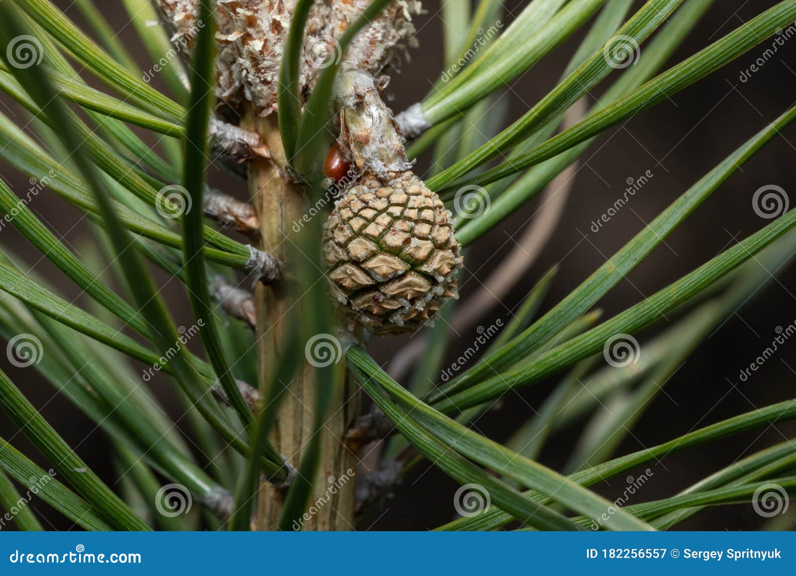 A Little Bump on the Tree. Young Pine Tree Stock Image - Image of ...