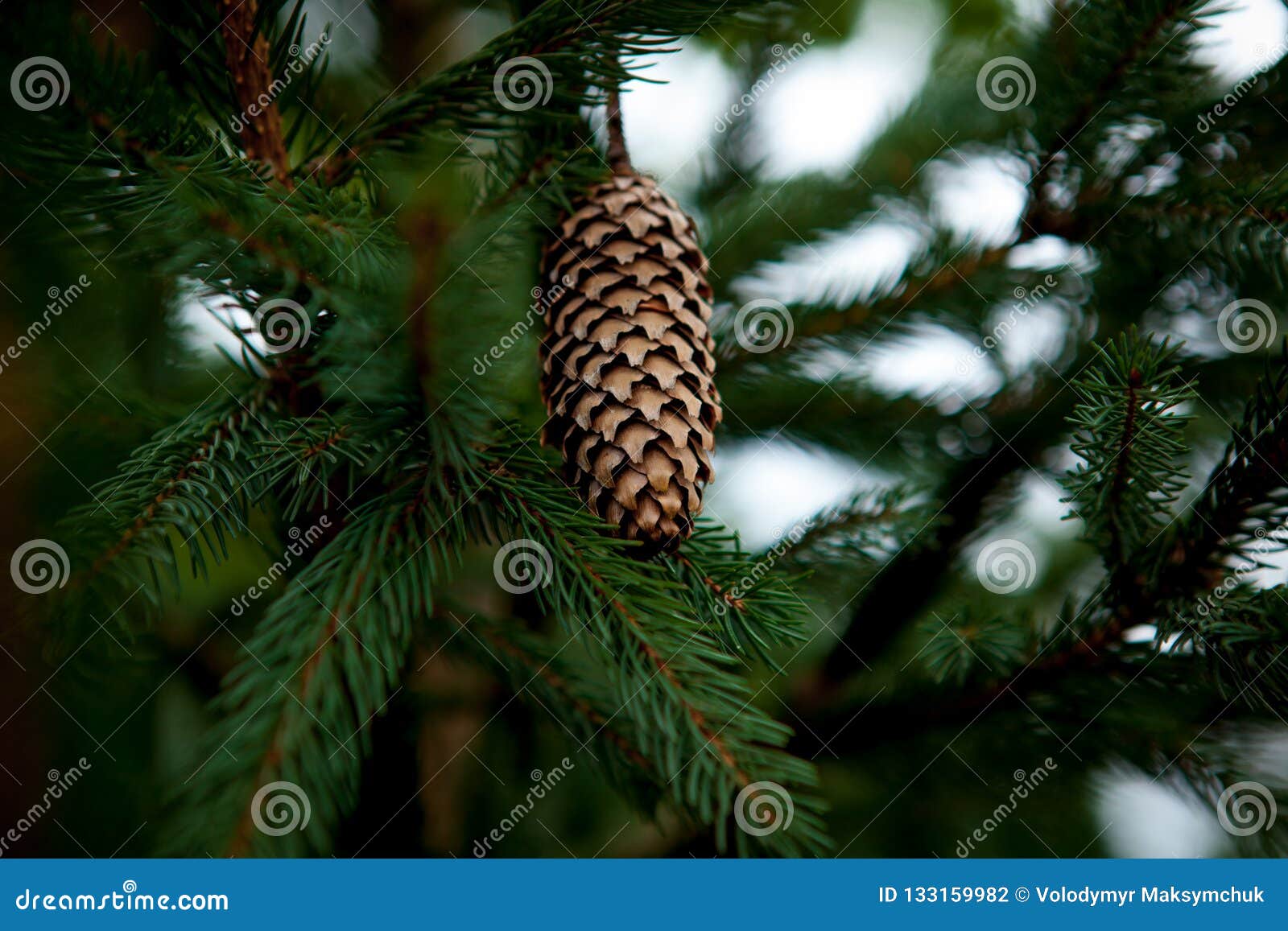 Little Bumps on a Fir-tree Close-up. Bumps on a Tree Stock Photo ...