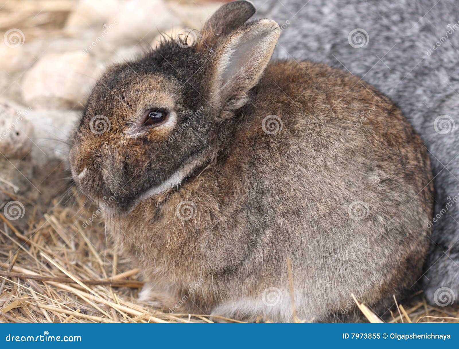 Little bunny stock image. Image of young, fluffy, rodent - 7973855