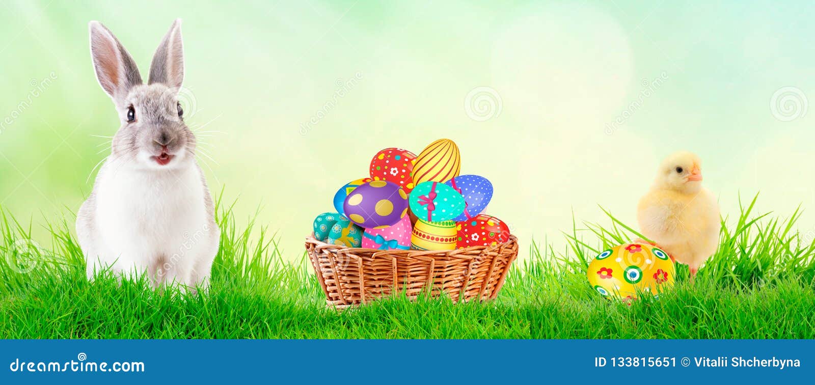 Little Bunny in Basket with Decorated Eggs and Spring Chicken - Easter ...