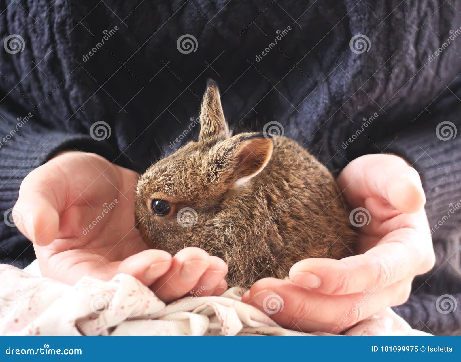 Little Bunny in Female Hands Stock Image - Image of baby, fluffy: 101099975