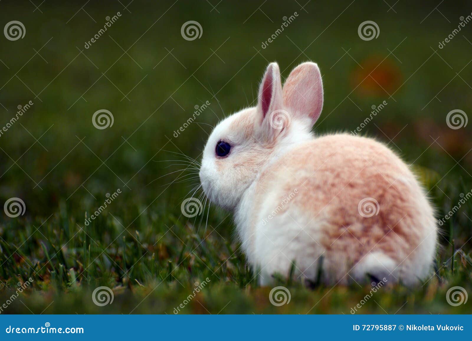 Little bunny in grass stock image. Image of sweet, rabbit - 72795887