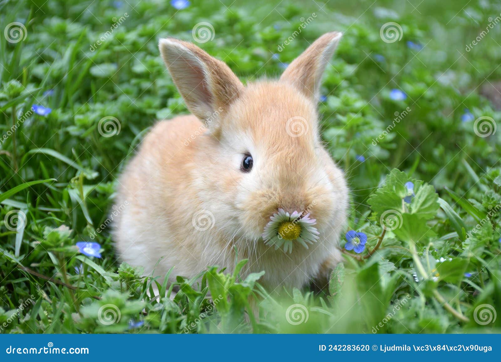 Little Bunny in Grass Eating Flower Stock Photo - Image of flower ...