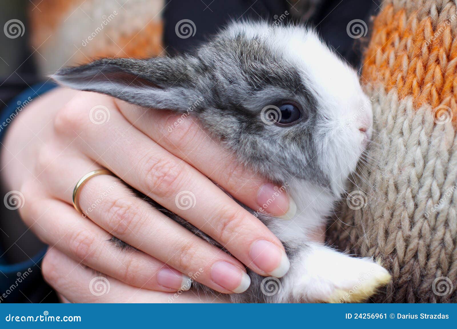Little bunny in hands stock image. Image of animal, single - 24256961