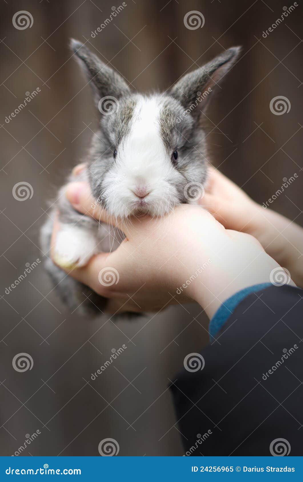 Little bunny in hands stock image. Image of tame, bunny - 24256965