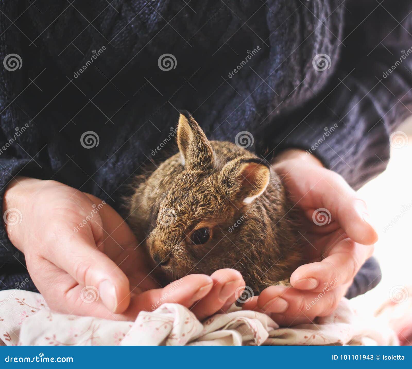 Little Bunny in Female Hands Stock Image - Image of lawn, domestic ...