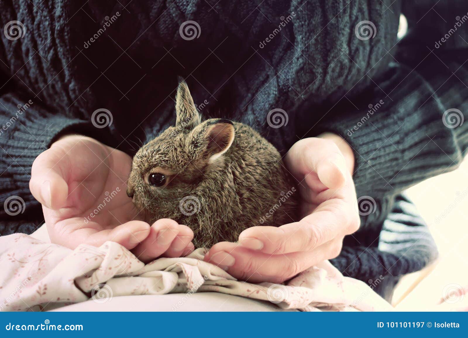 Little Bunny in Female Hands Stock Image - Image of hare, farm: 101101197