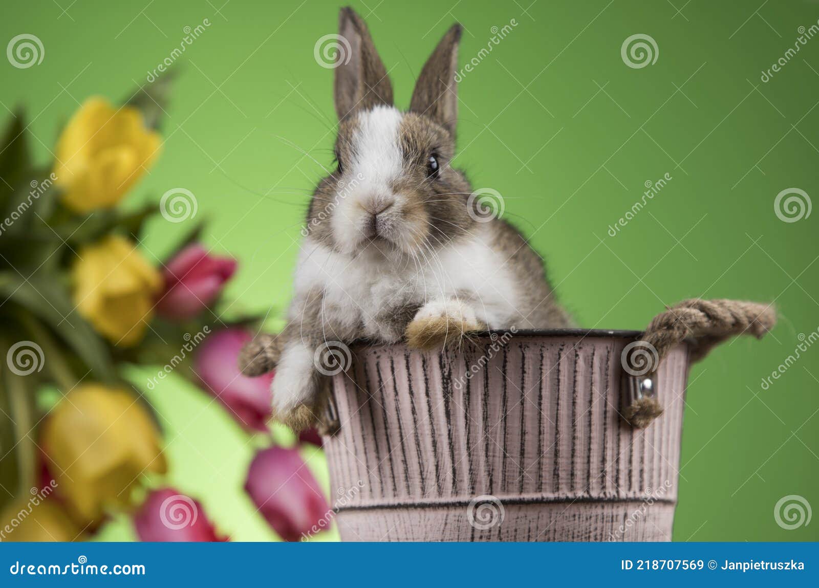 Little Bunny, Happy Easter Background Stock Image - Image of rabbits ...