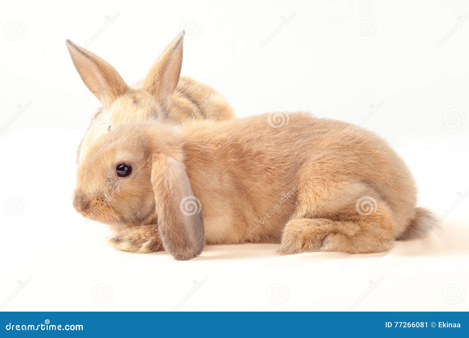 Little Bunny Isolated on White Background. Little Rabbit Stock Image ...