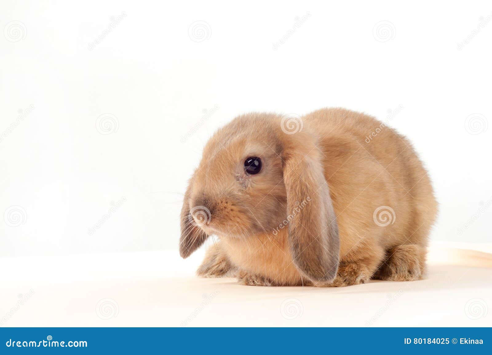 Little Bunny Isolated on White Background. Little Rabbit Stock Image ...
