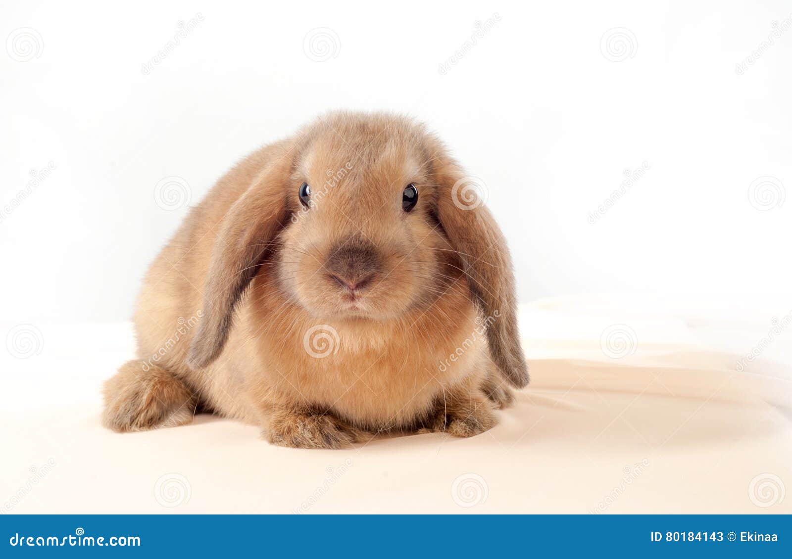 Little Bunny Isolated on White Background. Little Rabbit Stock Image ...