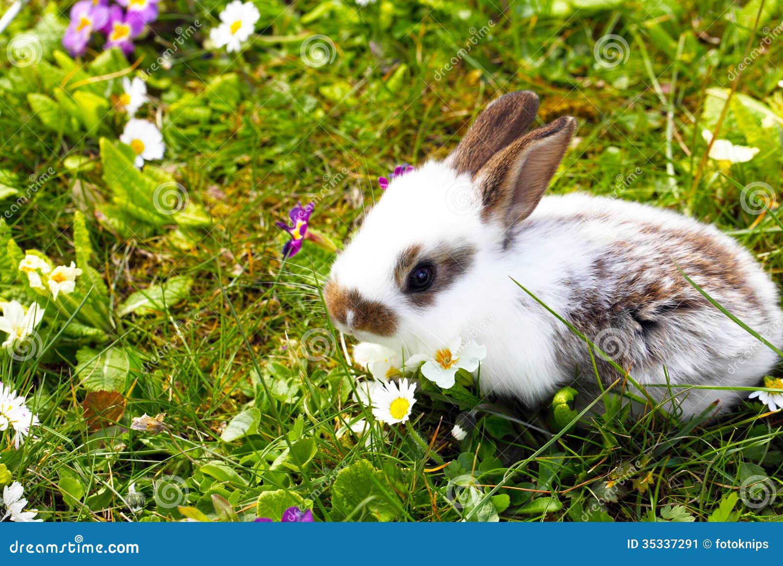Little bunny in the meadow stock image. Image of rodent - 35337291