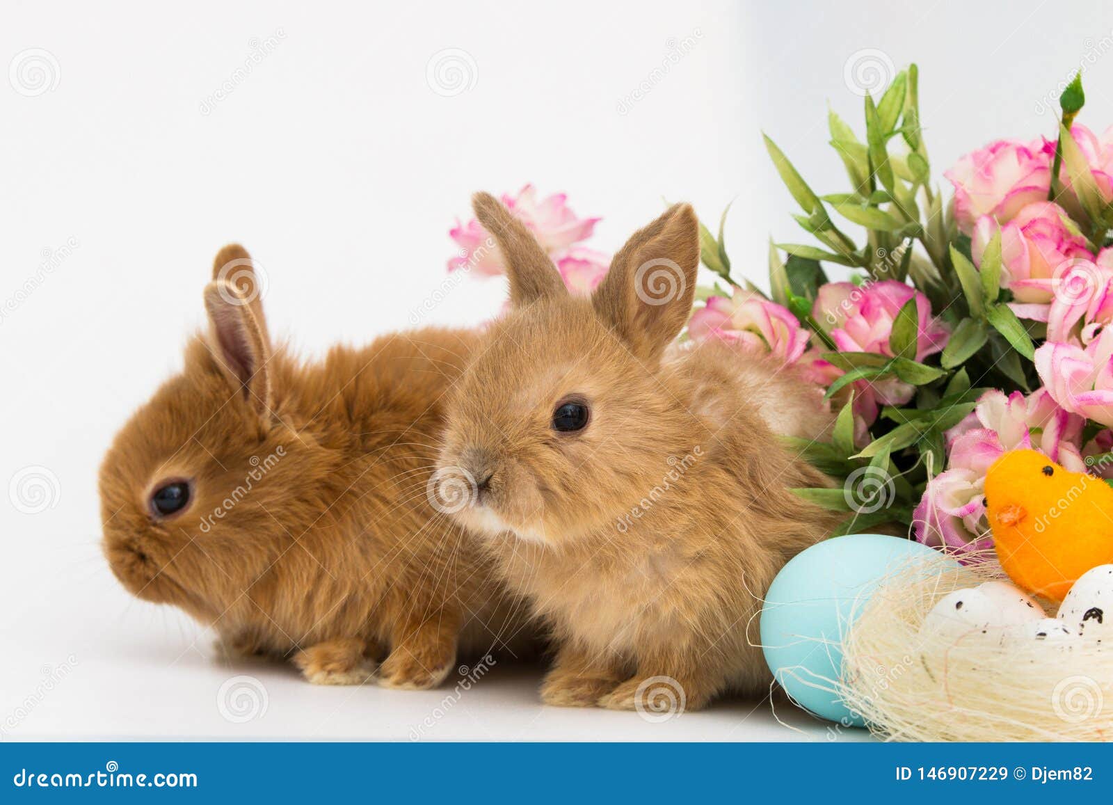 Little Bunny Rabbits with Decorated Eggs Stock Image - Image of bright ...