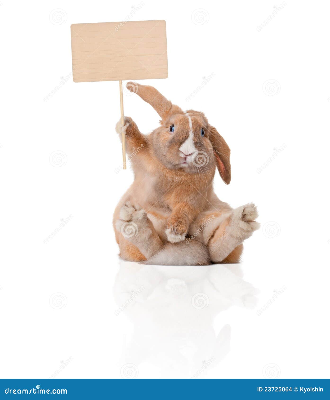 Little bunny with sign stock photo. Image of scared, domestic - 23725064