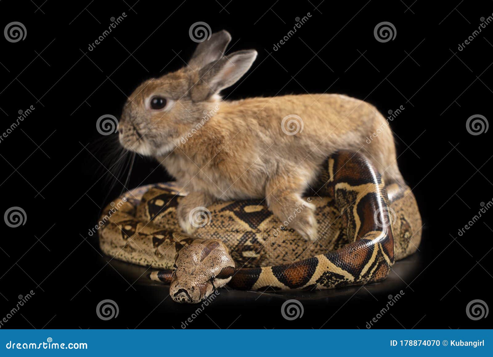 Little Bunny Sitting on a Snake on a Black Isolated Background Stock ...