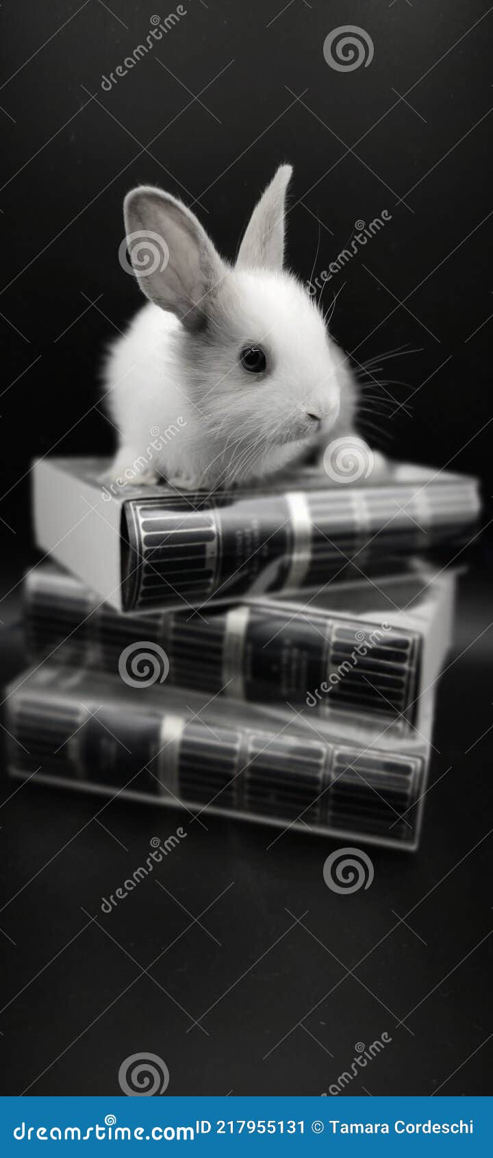 Baby bunny and some books stock image. Image of black - 217955131
