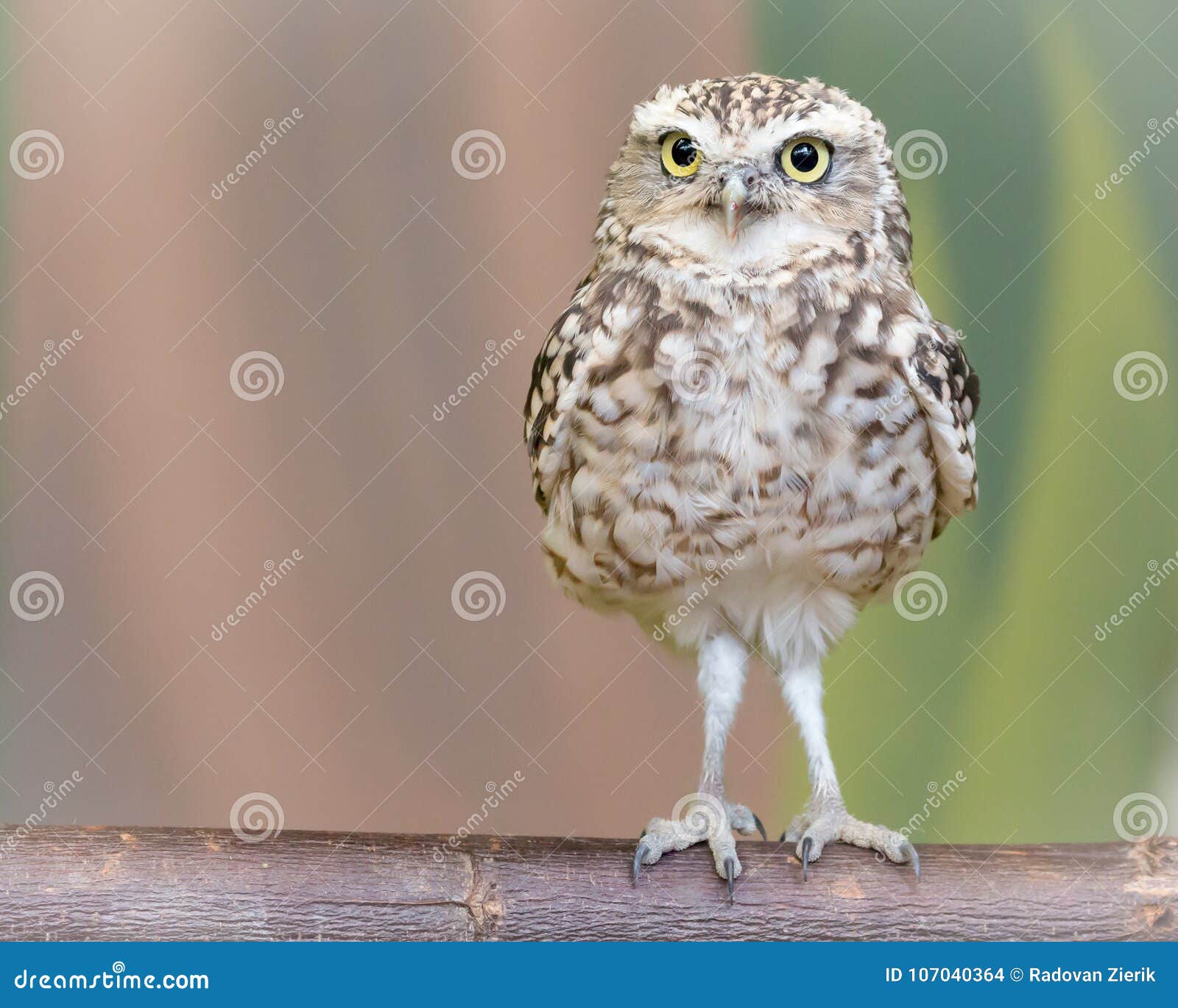 Burrowing Owl Standing On Sand, Huacachina, Peru Royalty-Free Stock ...