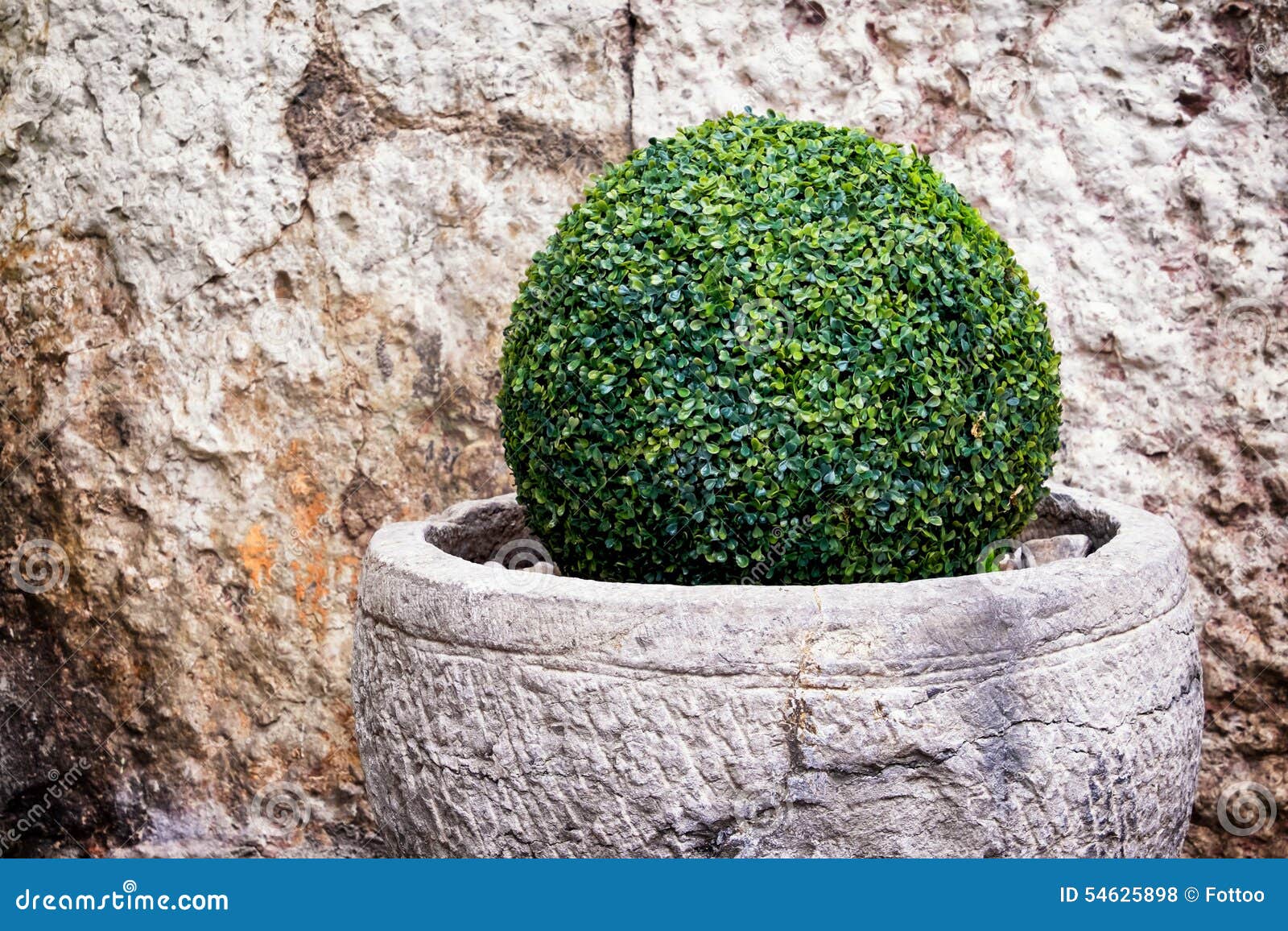 Little bush stock photo. Image of round, botany, sculpture - 54625898