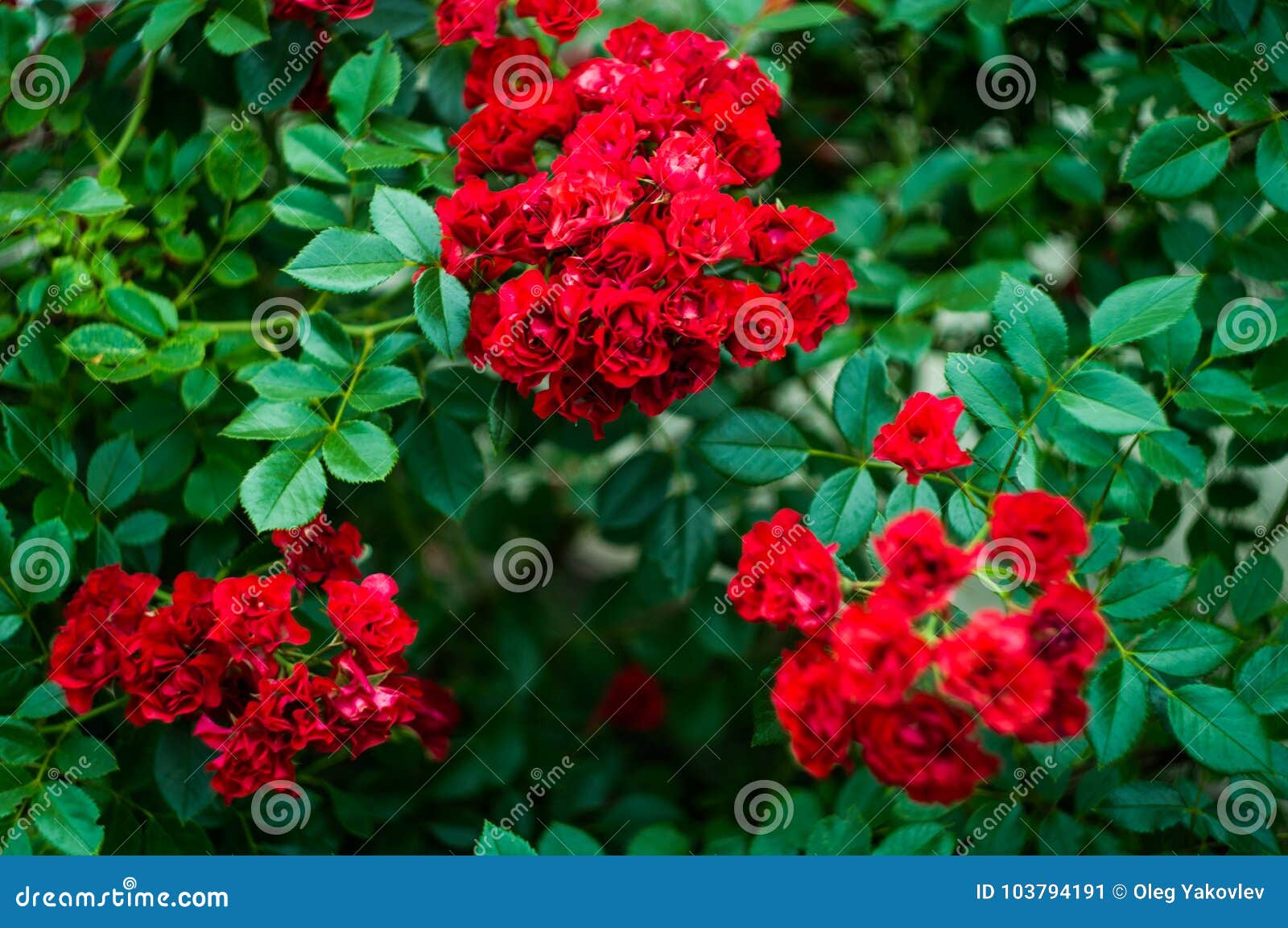 Little bush of red rose stock image. Image of flower - 103794191