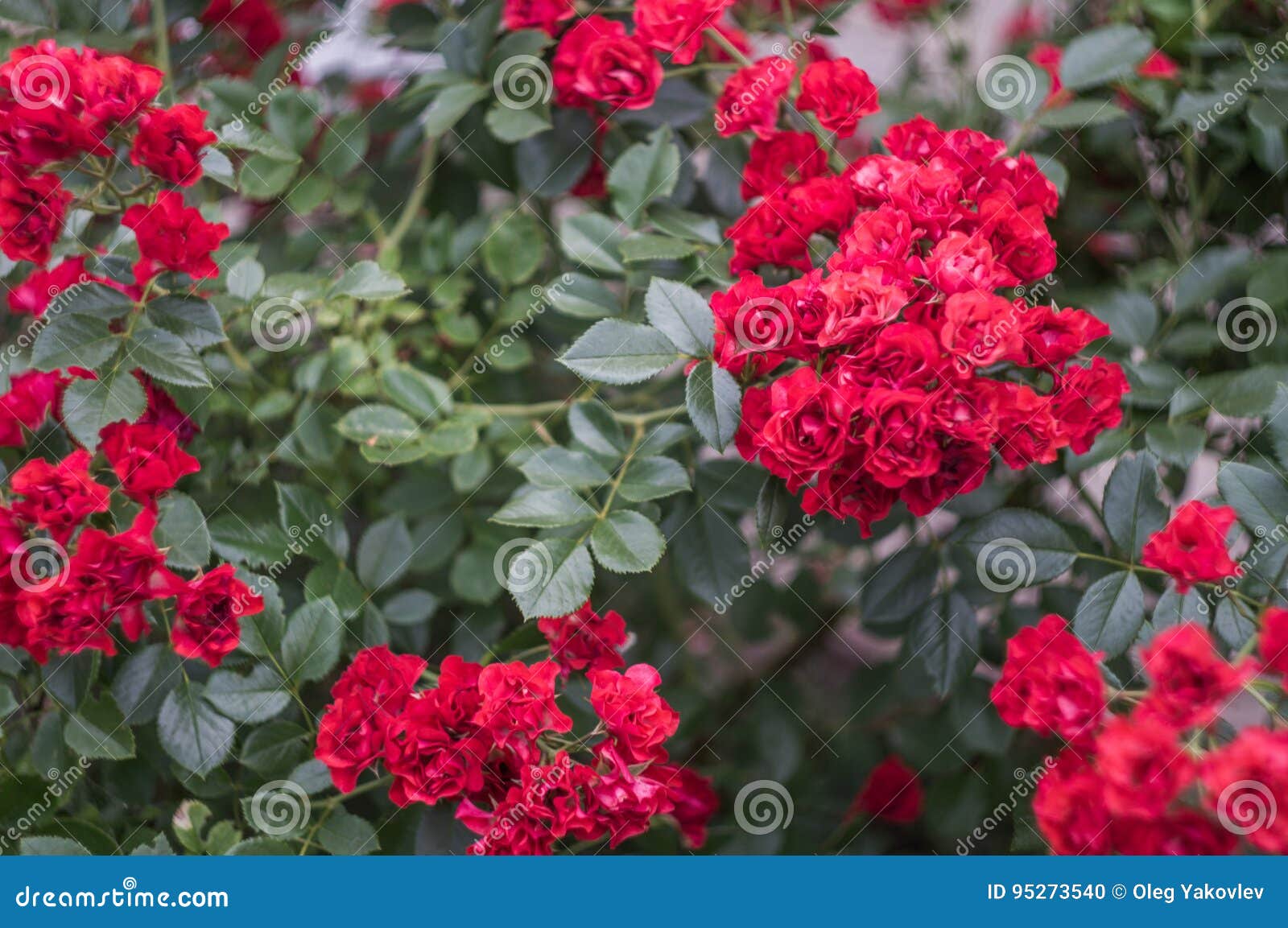 Little bush of red rose stock photo. Image of flower - 95273540