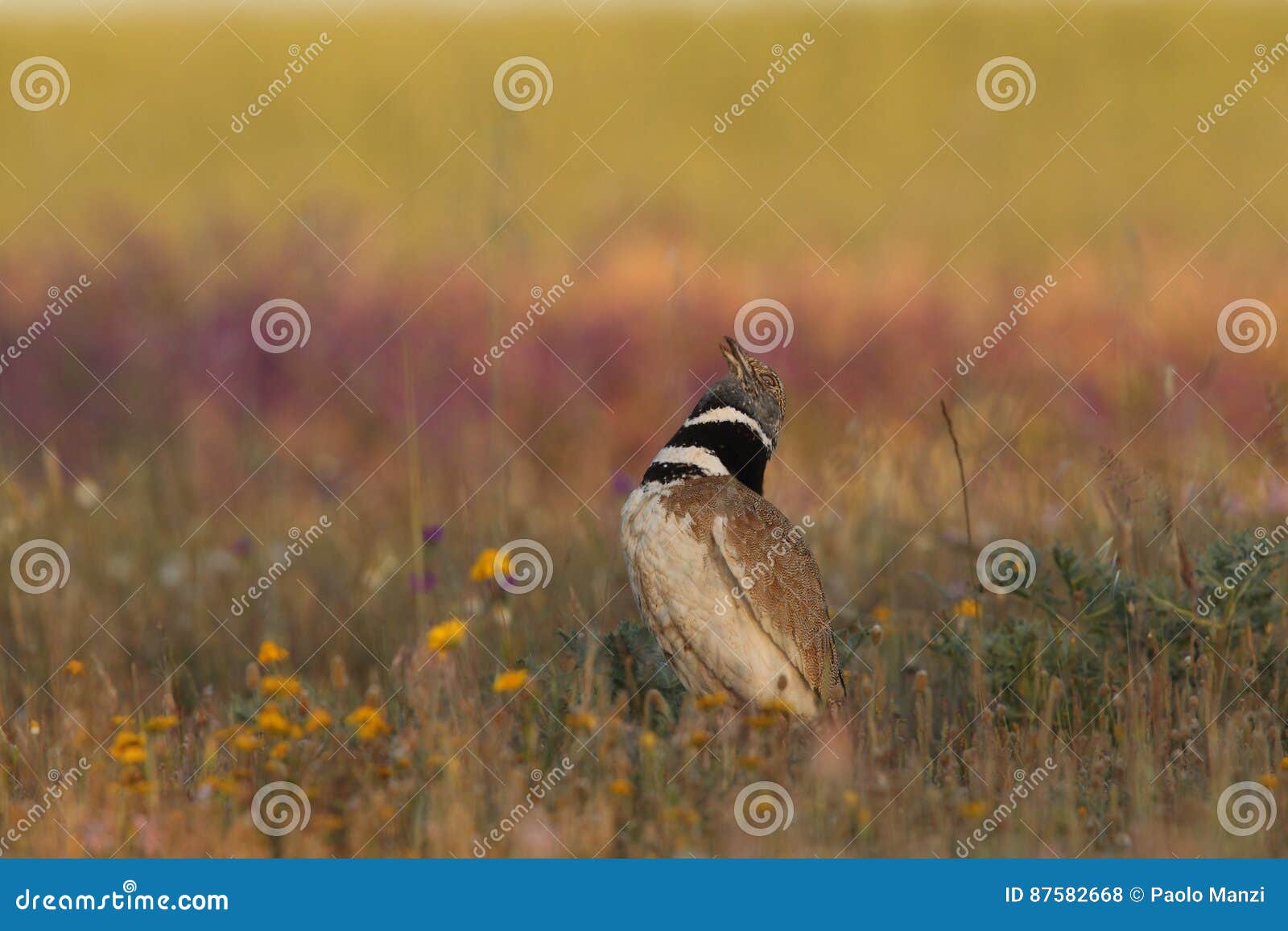 Little Bustard - Mating Ritual Stock Photo - Image of nest, bustard ...