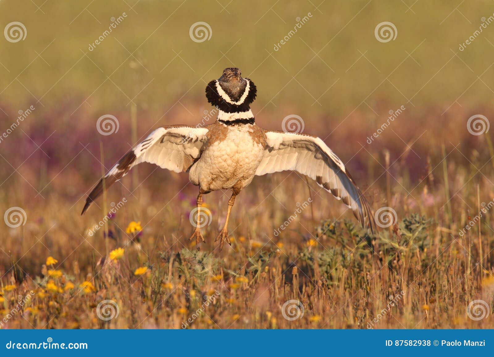 Little Bustard - Mating Ritual Stock Photo - Image of flight, bird ...
