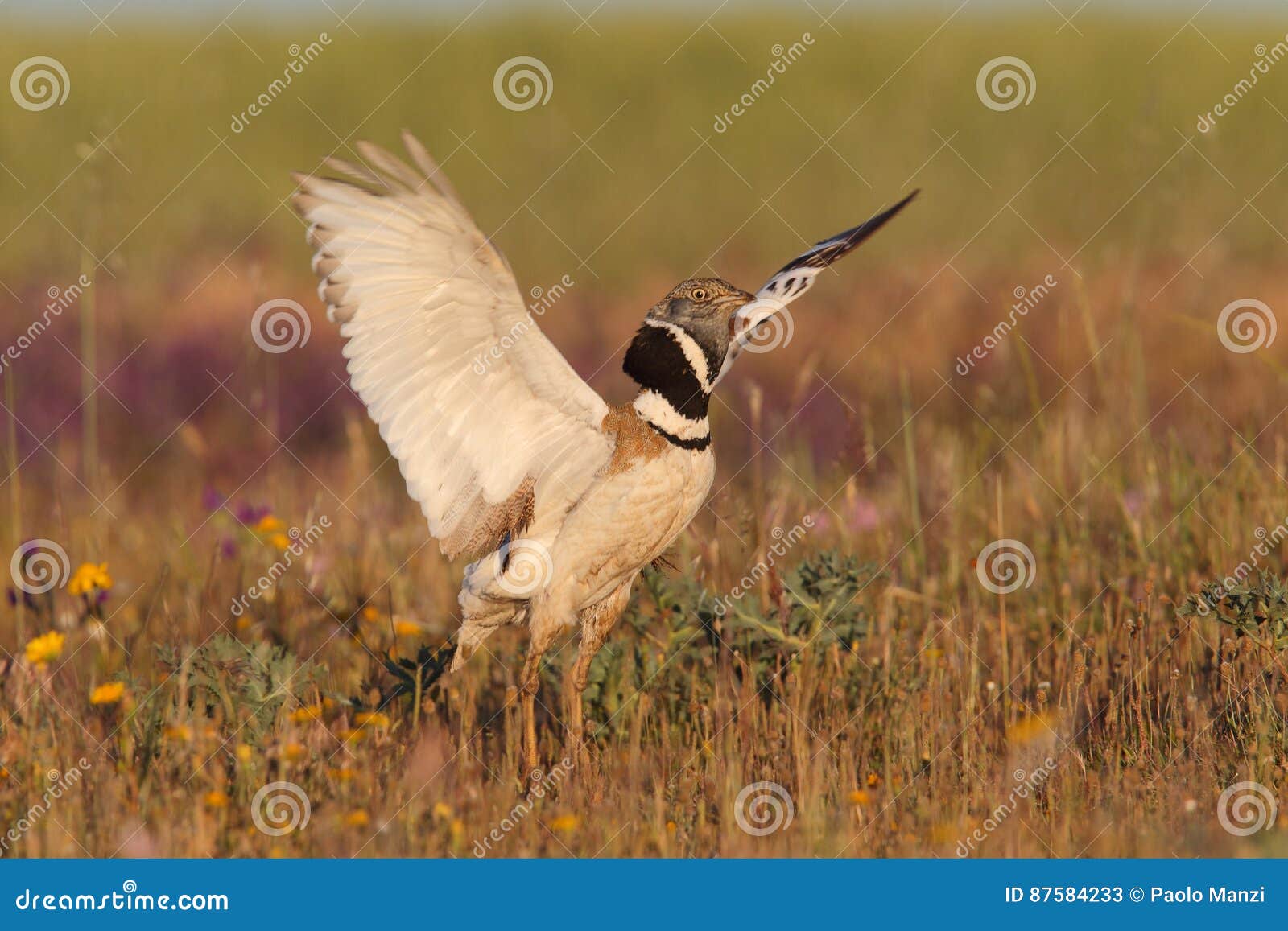 Little Bustard - Mating Ritual Stock Image - Image of nest, eurasian ...