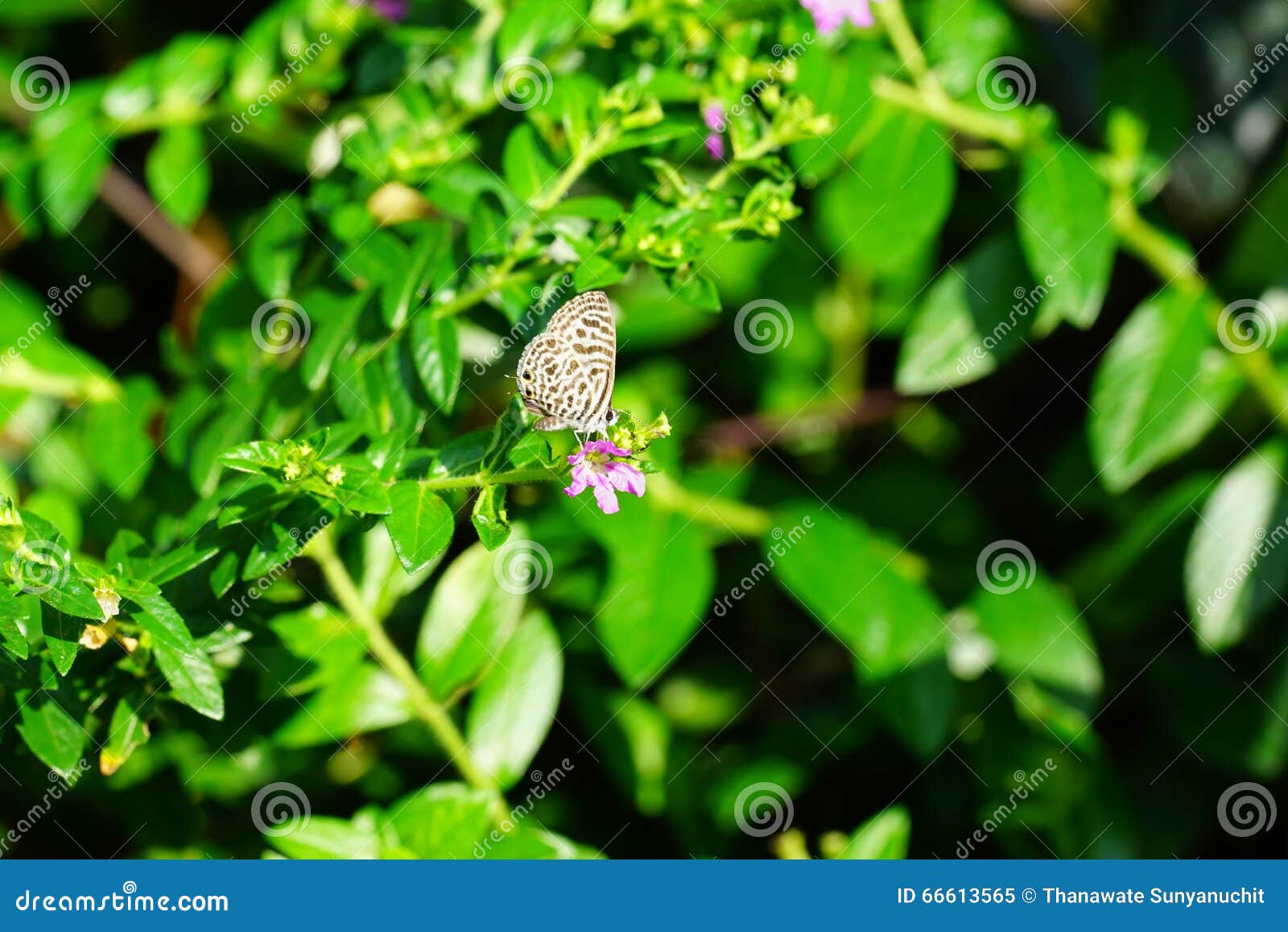 A little butterfly stock image. Image of butterfly, green - 66613565