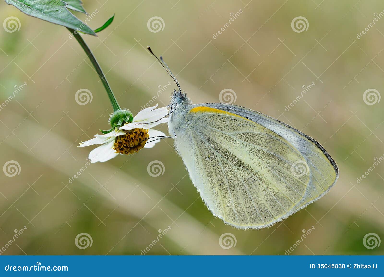 A Little Butterfly in Natural Light Stock Photo - Image of white, macro ...