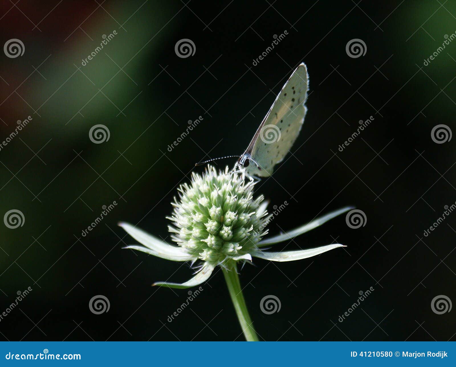Little butterfly stock photo. Image of white, little - 41210580