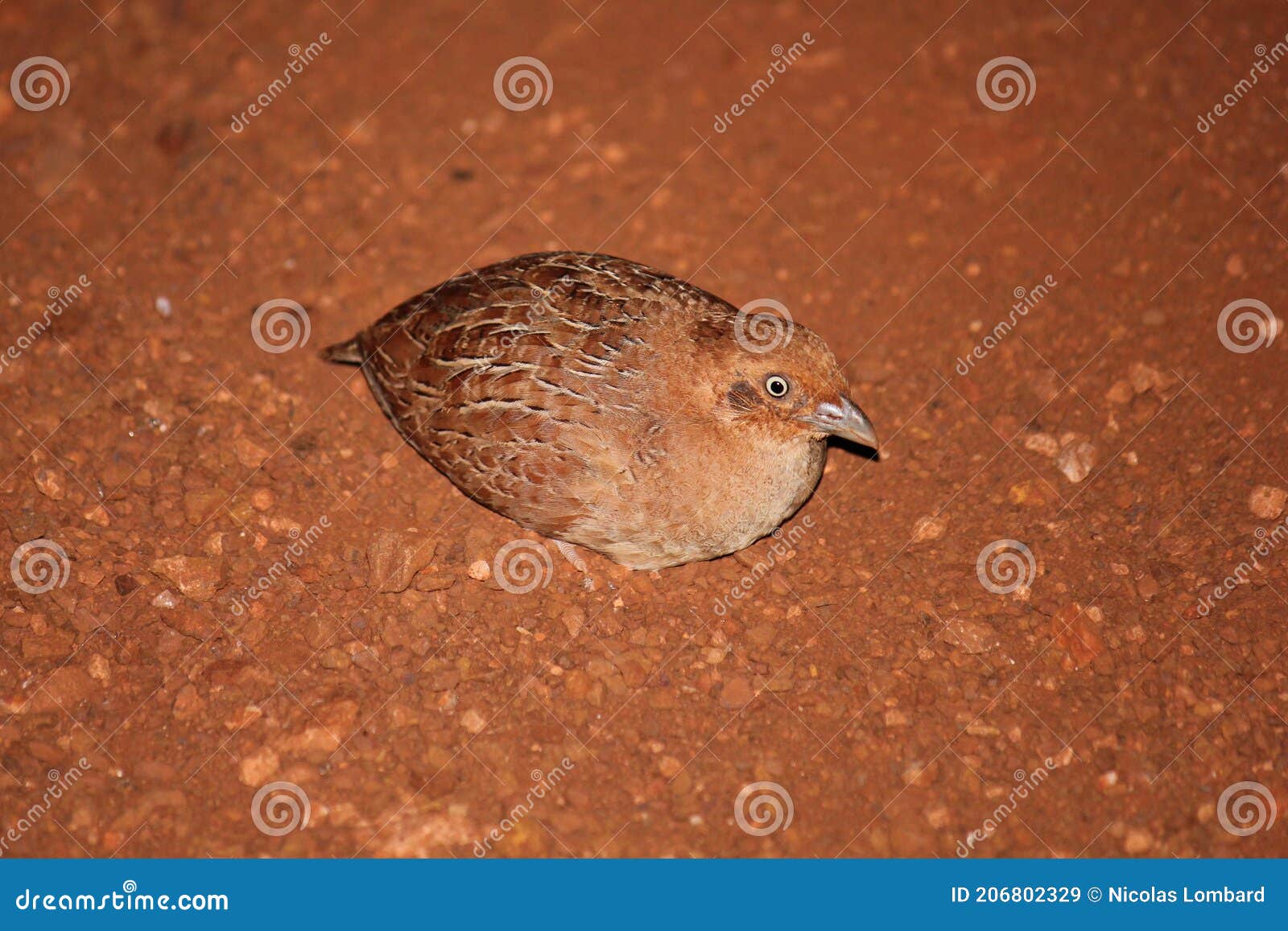 Little Button-quails stock image. Image of baby, evening - 206802329
