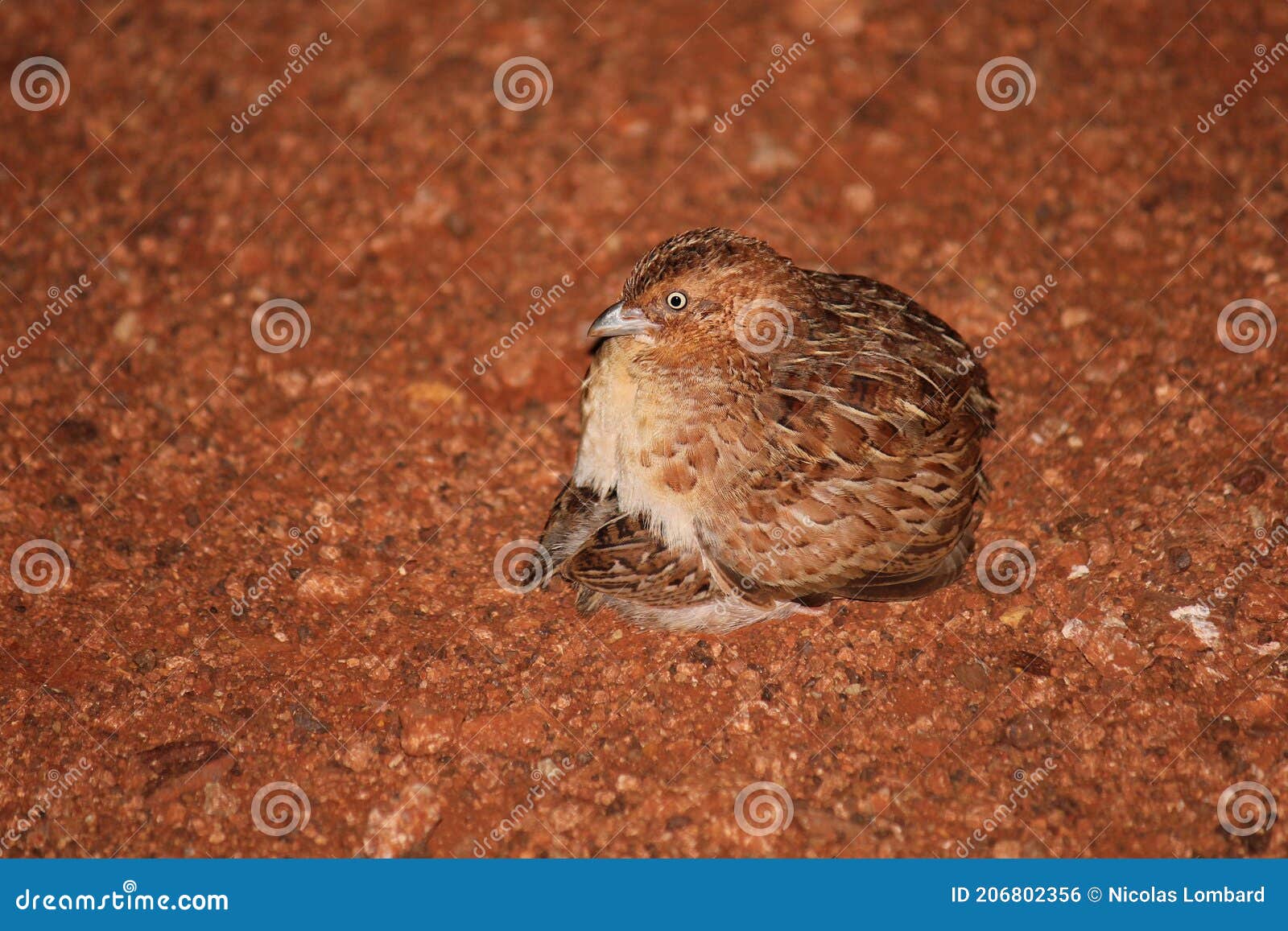 Little Button-quails stock photo. Image of velox, dirt - 206802356