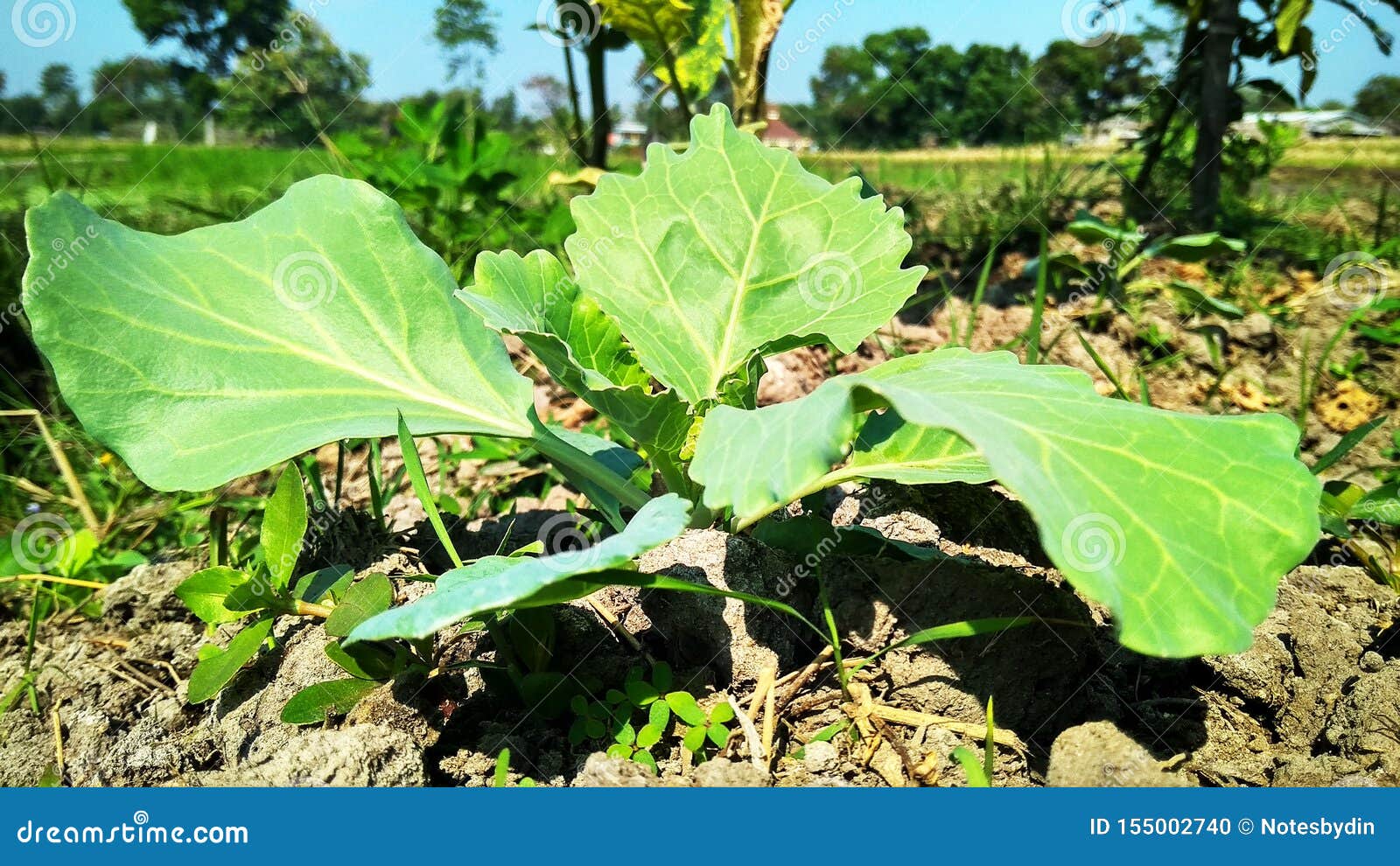 Little Cabbage, so Beautiful Stock Photo - Image of plants, cabbage ...