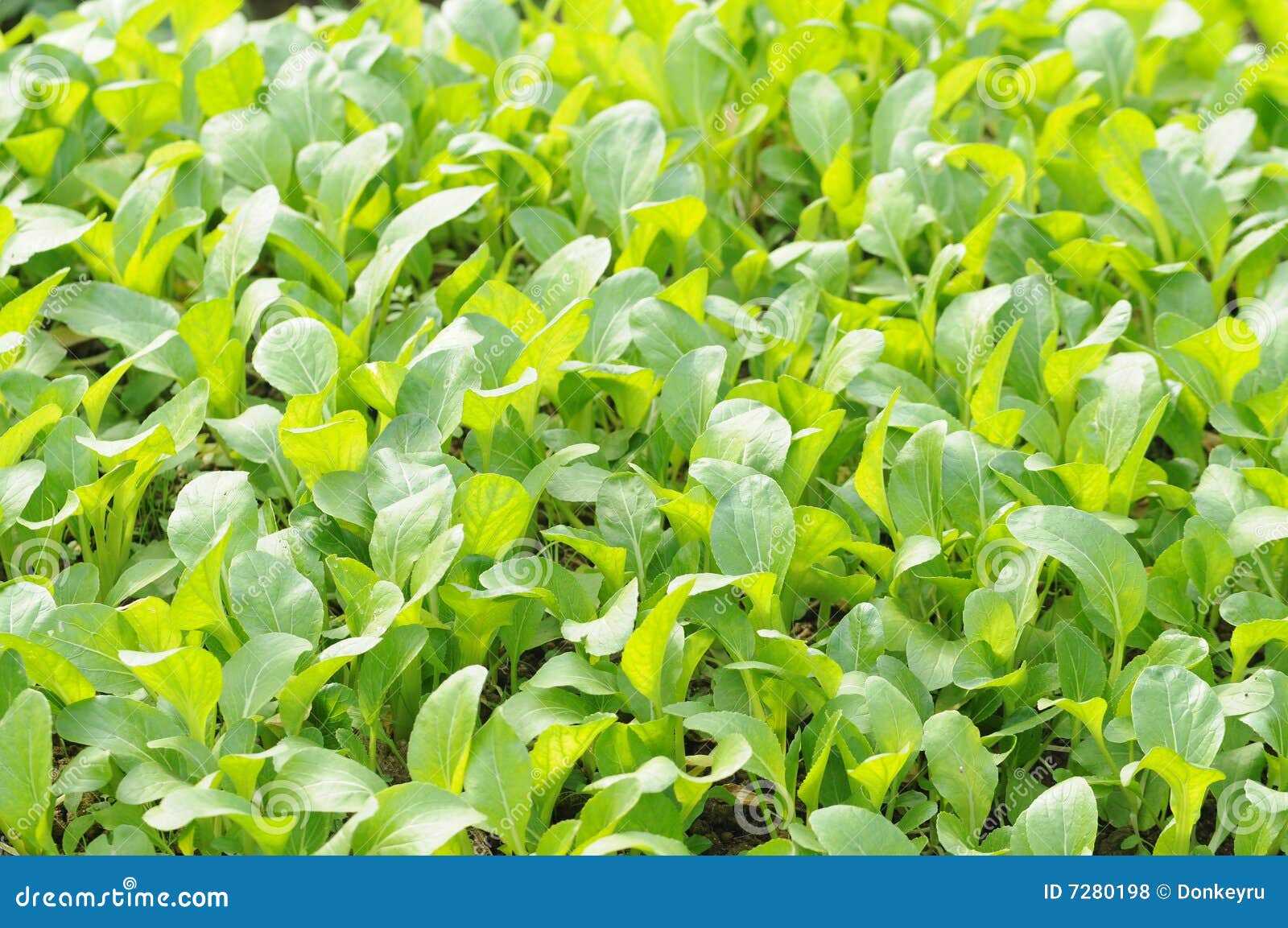 The Little Cabbage Seedlings Stock Photo - Image of field, verdant: 7280198