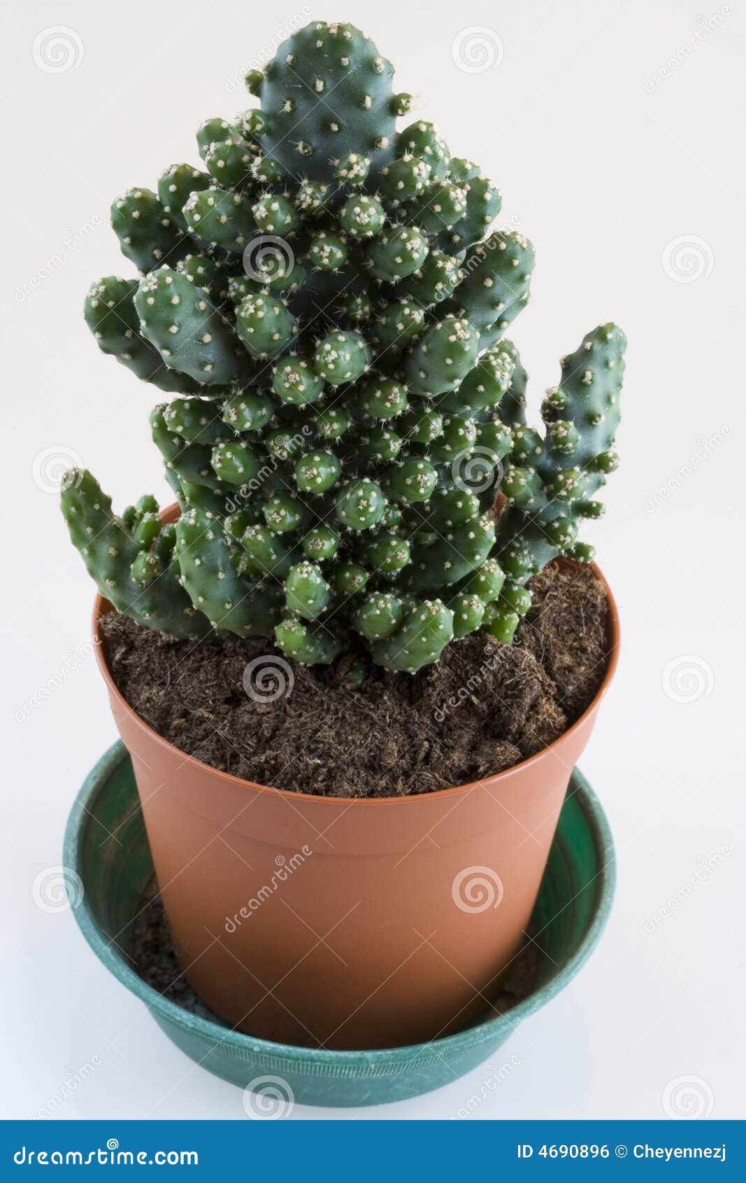 Little cactus stock photo. Image of home, houseplant, house - 4690896