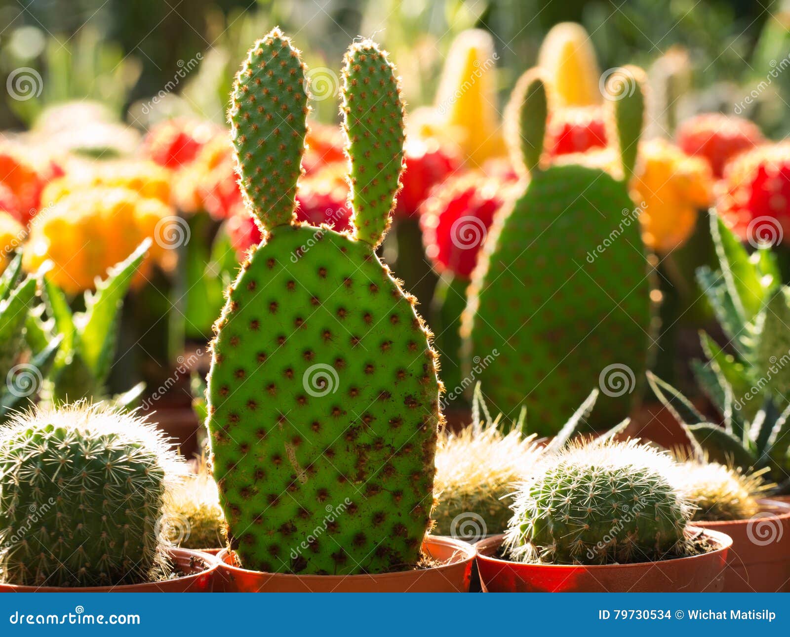 Little Cactus in Flowerpot stock photo. Image of flowerpot - 79730534