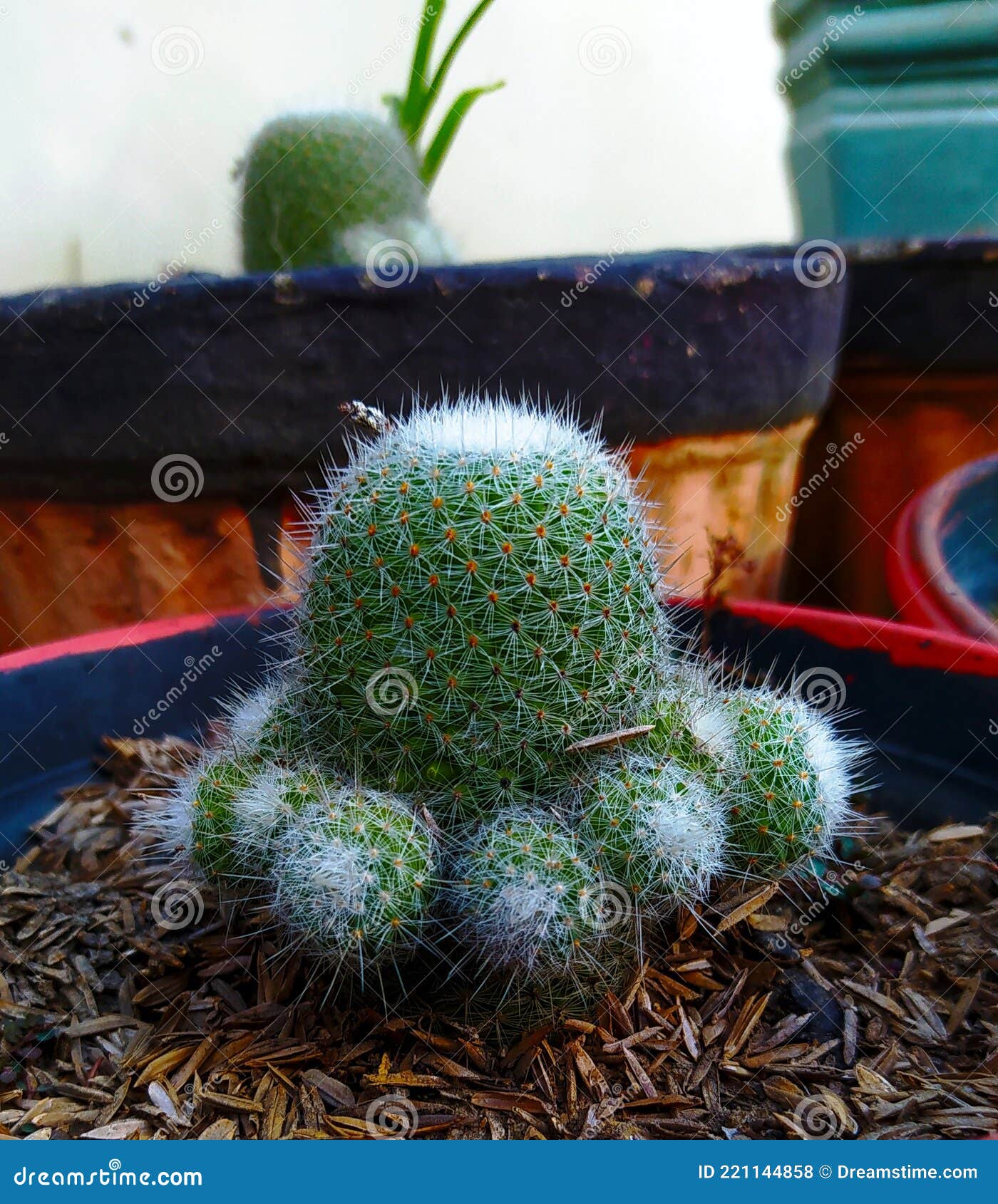 The Little Cactus is Green and Beautiful Stock Photo - Image of cactus ...