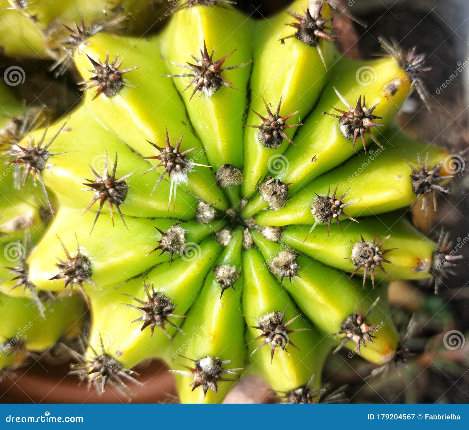 Little cactus plant stock image. Image of leaf, nature - 179204567