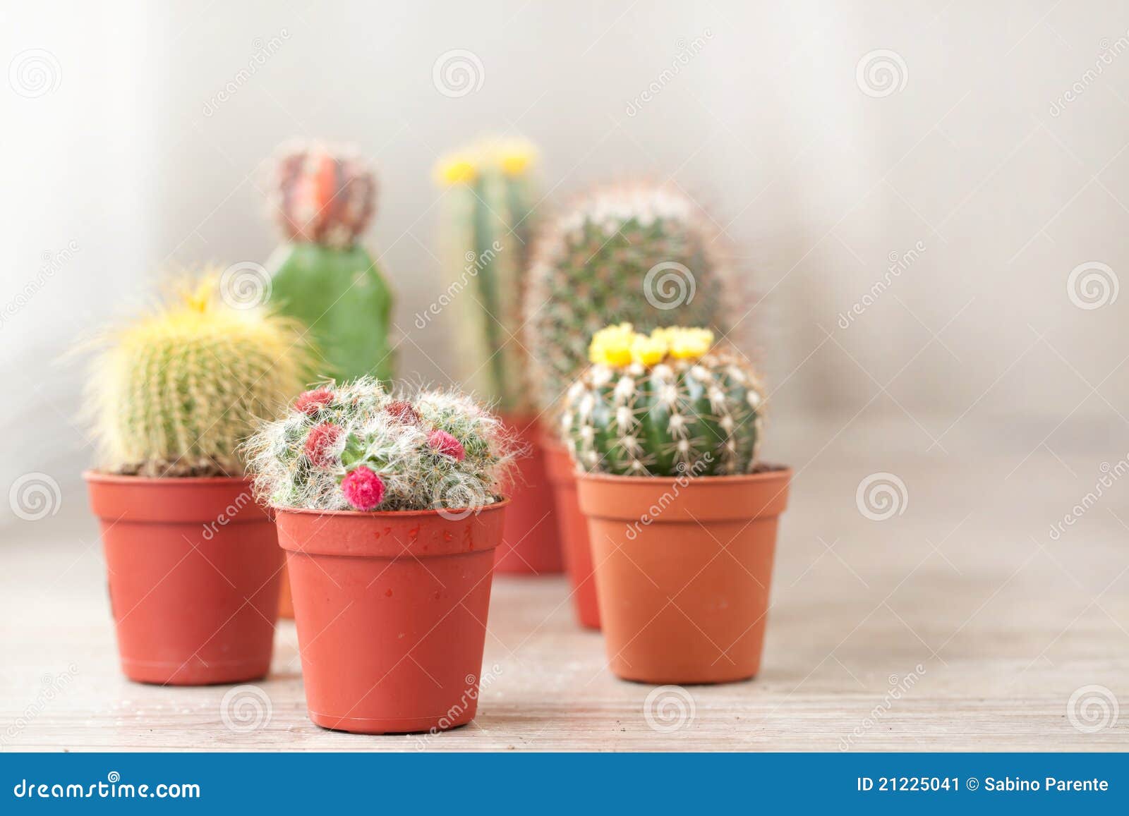 Little Cactus plant stock image. Image of nature, interior - 21225041