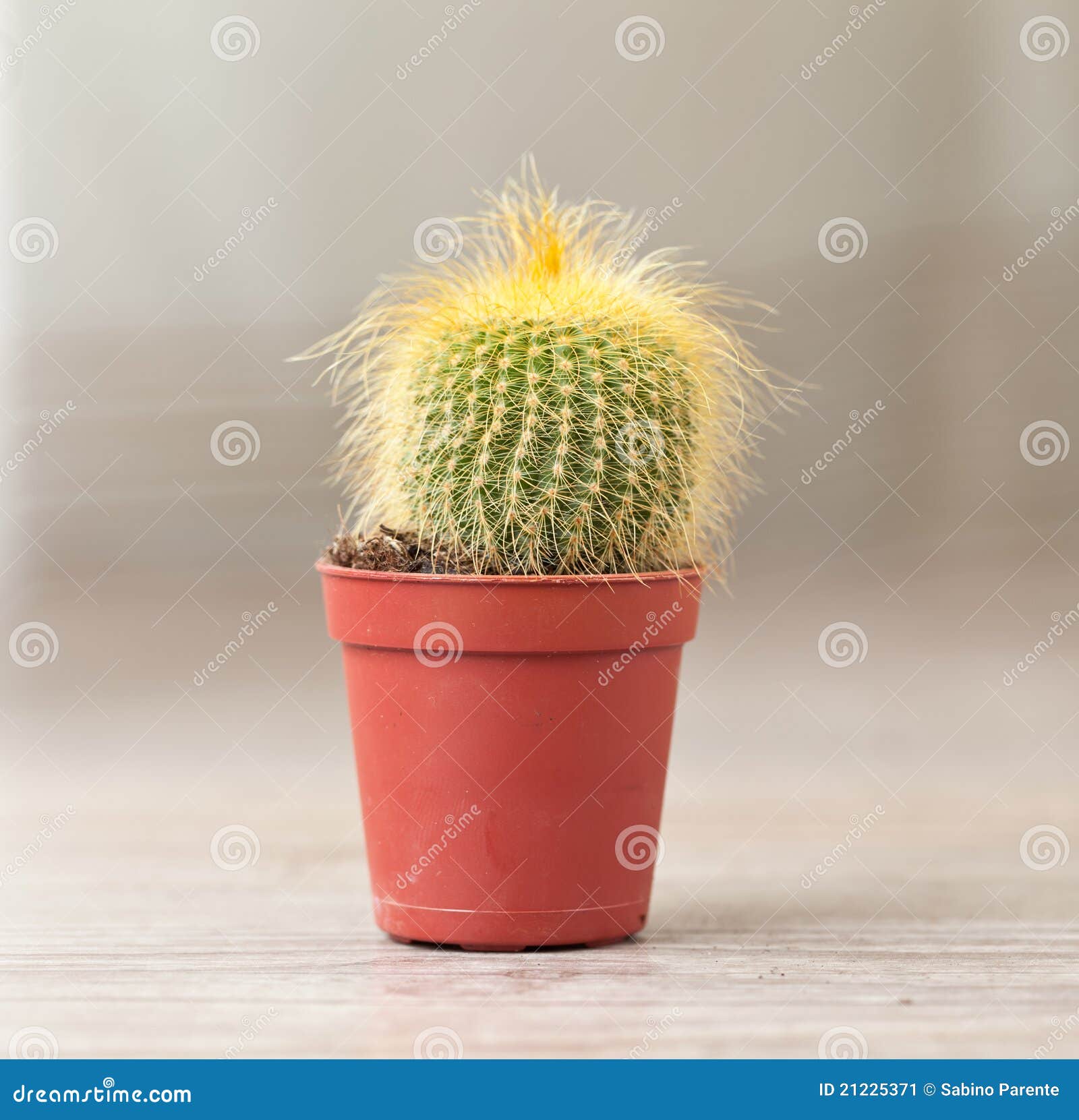Little Cactus plant stock image. Image of nature, thorns - 21225371