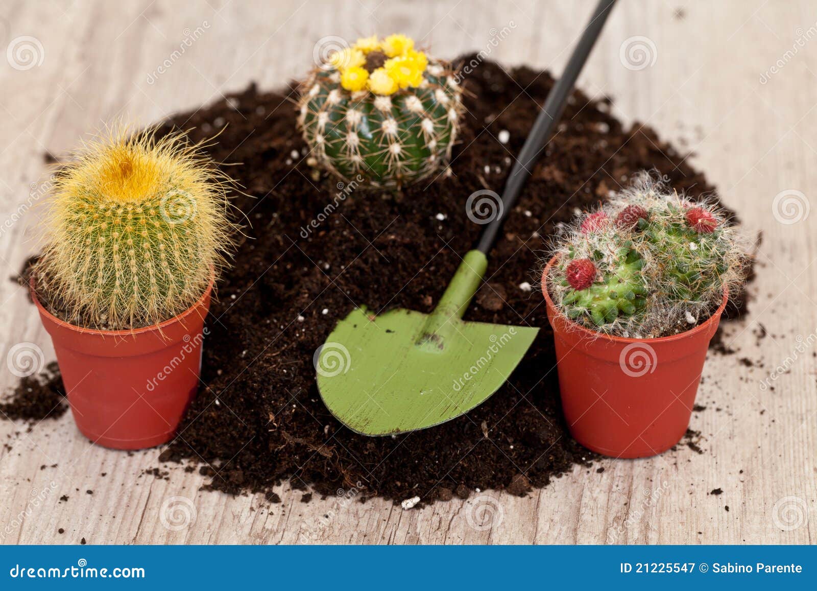 Little cactus plant stock image. Image of nature, spiked - 21225547